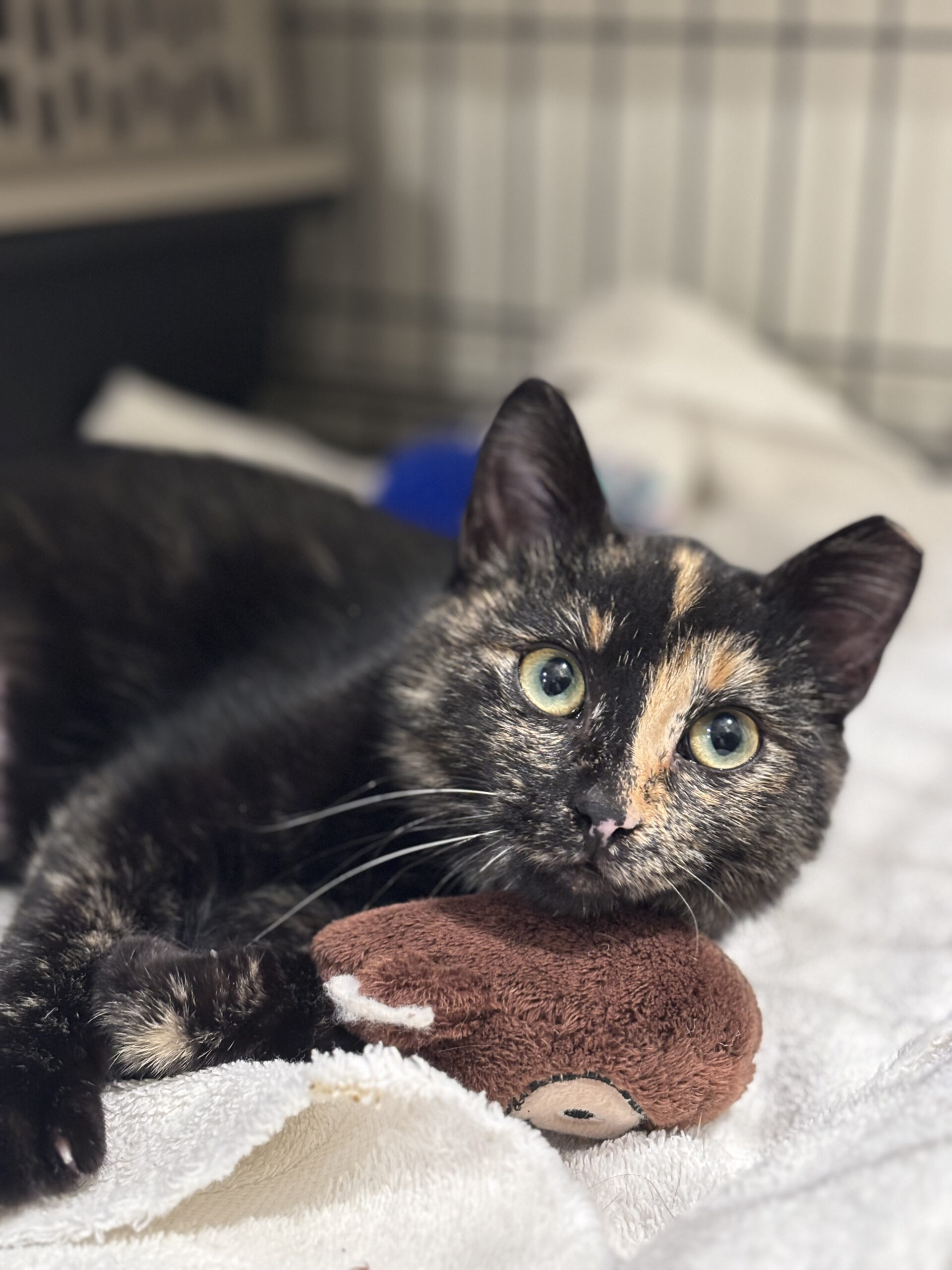 Cat Care Network of Central Iowa - Cat Care Network of Central Iowa